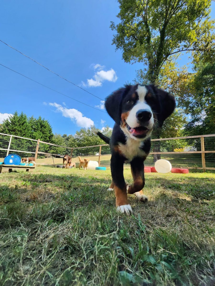 Dog Training - First Gen Dog Training