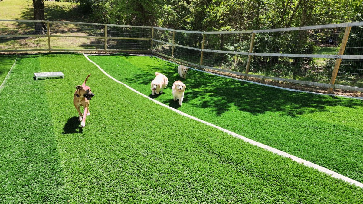 Who We Are - First Gen Dog Training